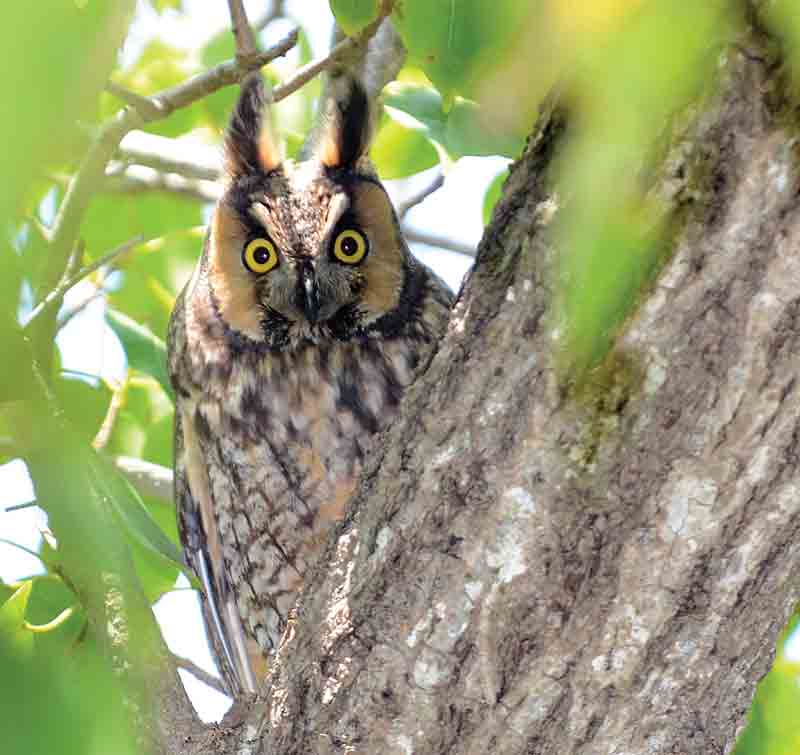 Bird watchers say look to the sky to see environmental woes | News ...